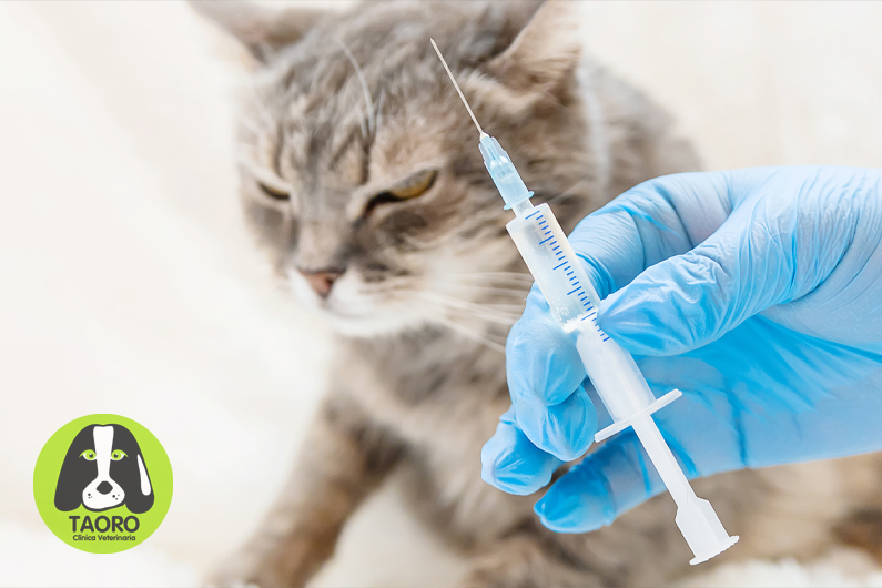 La rabia: qué es, causas, síntomas y cómo prevenirla - Clínica ...